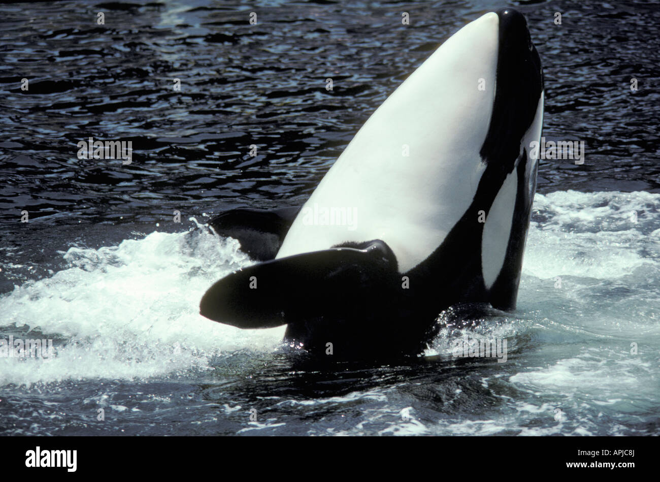 ENDANGERED SPECIES CANADA British Columbia Orca of Killer Whale rising ...