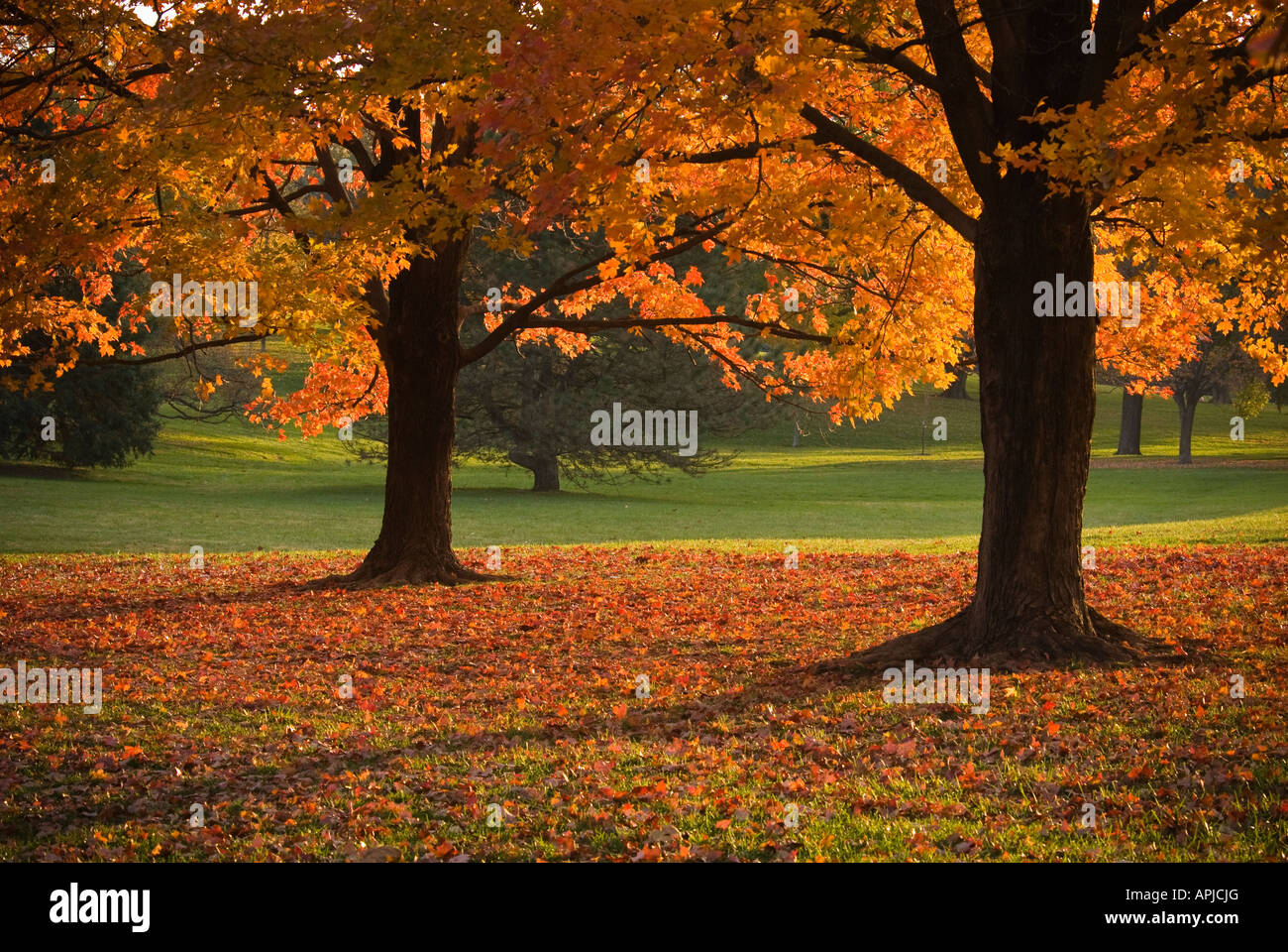Maple hi-res stock photography and images - Alamy