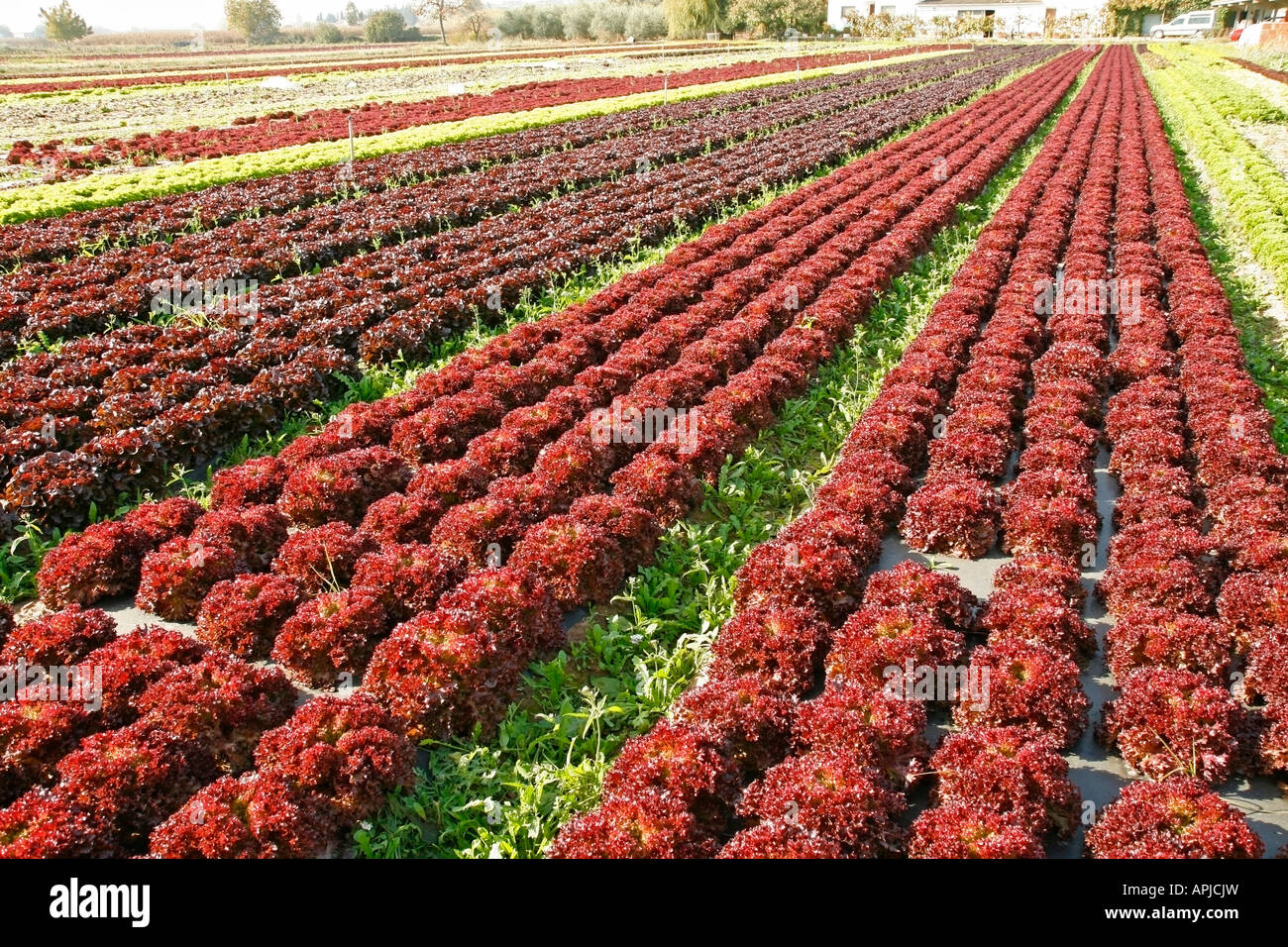 Agriculture production hi-res stock photography and images - Alamy