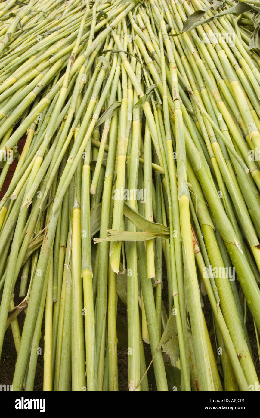 Sorghum syrup hi-res stock photography and images - Alamy