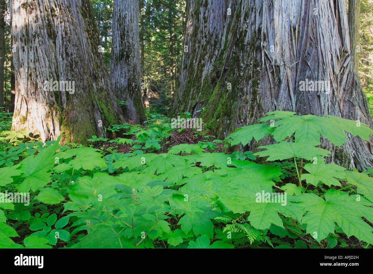 Devil's club british columbia hi-res stock photography and images - Alamy