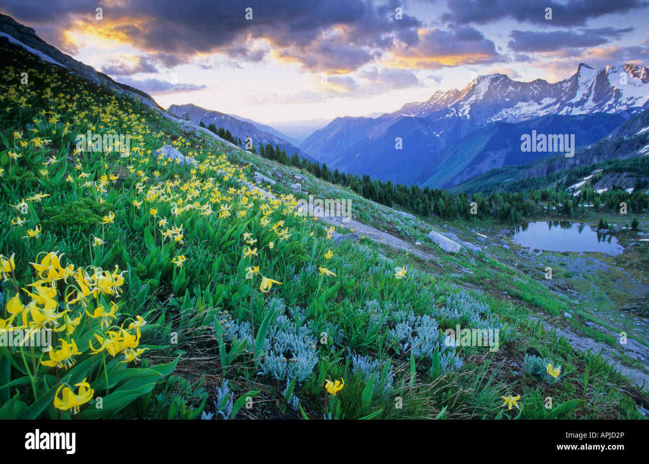 Jumbo Pass Stock Photos & Jumbo Pass Stock Images - Alamy