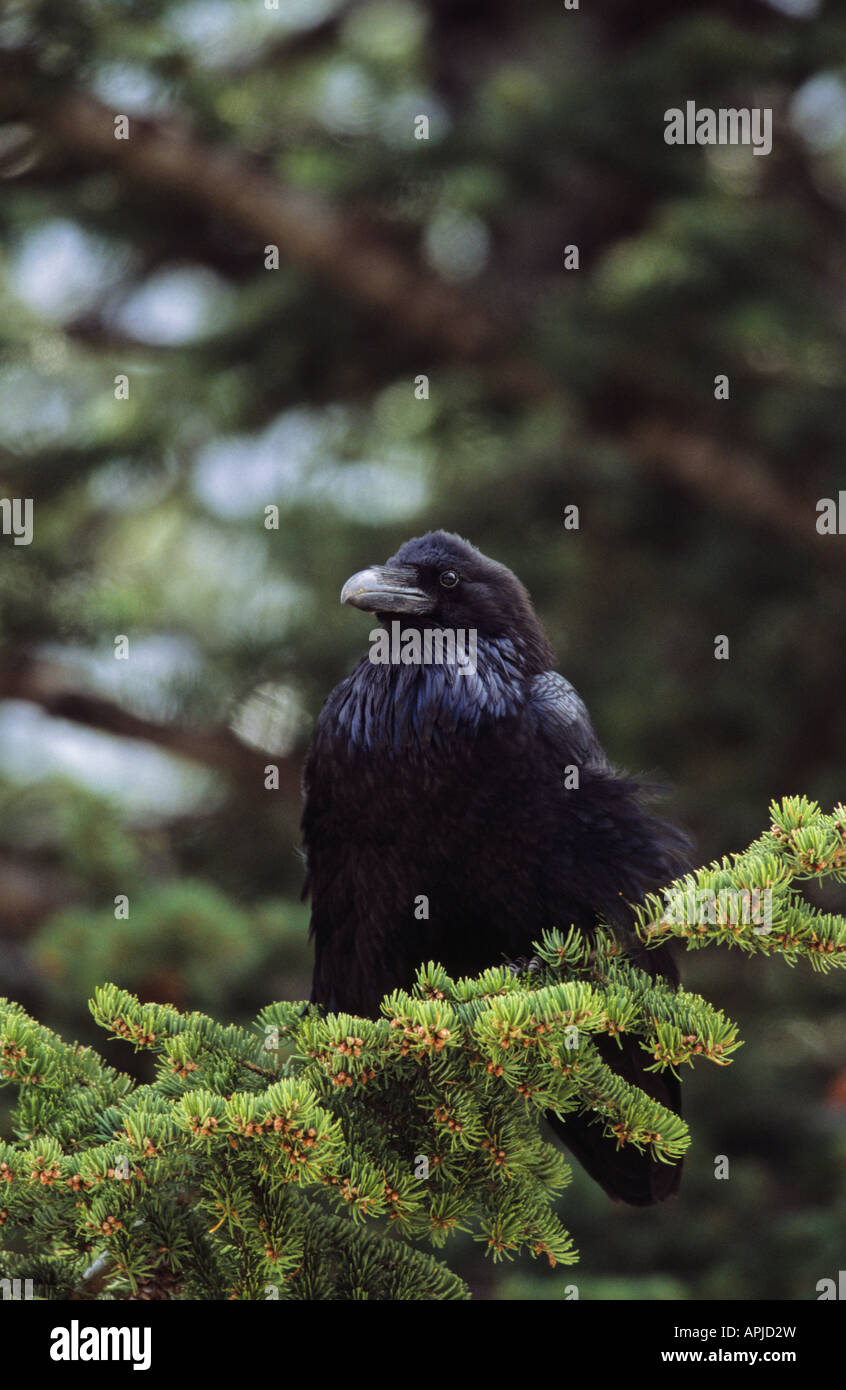 Raven canada winter not crow hi-res stock photography and images - Alamy