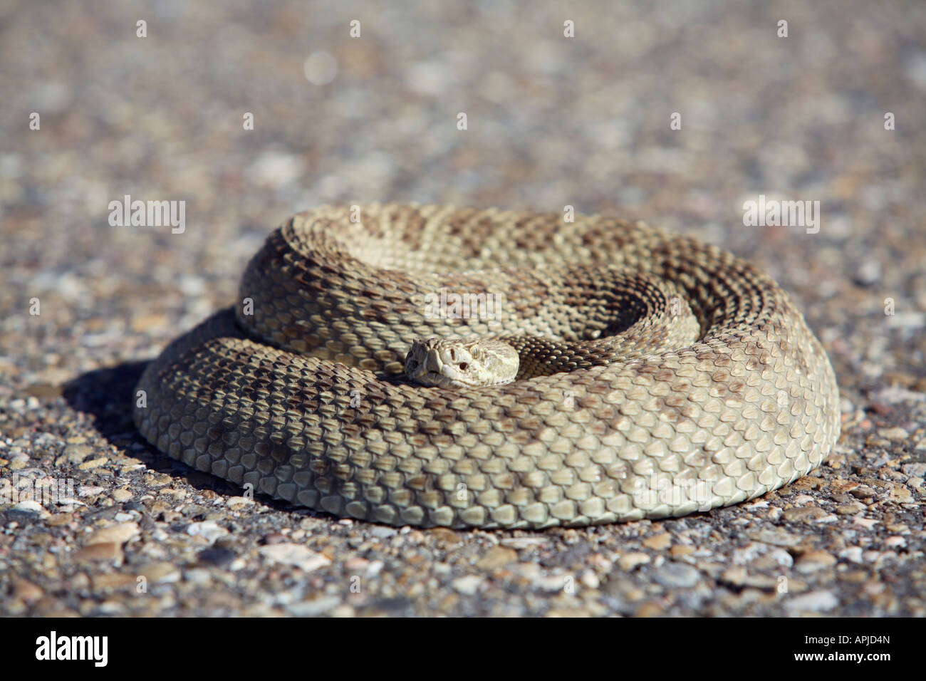Canadian snake hi-res stock photography and images - Alamy