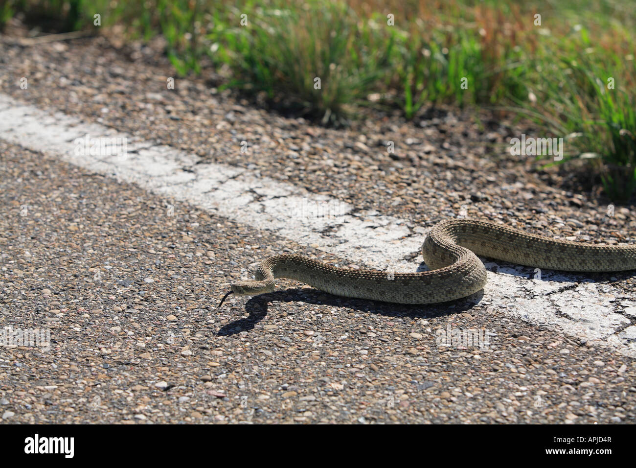 The prairie rattlesnake hi-res stock photography and images - Alamy