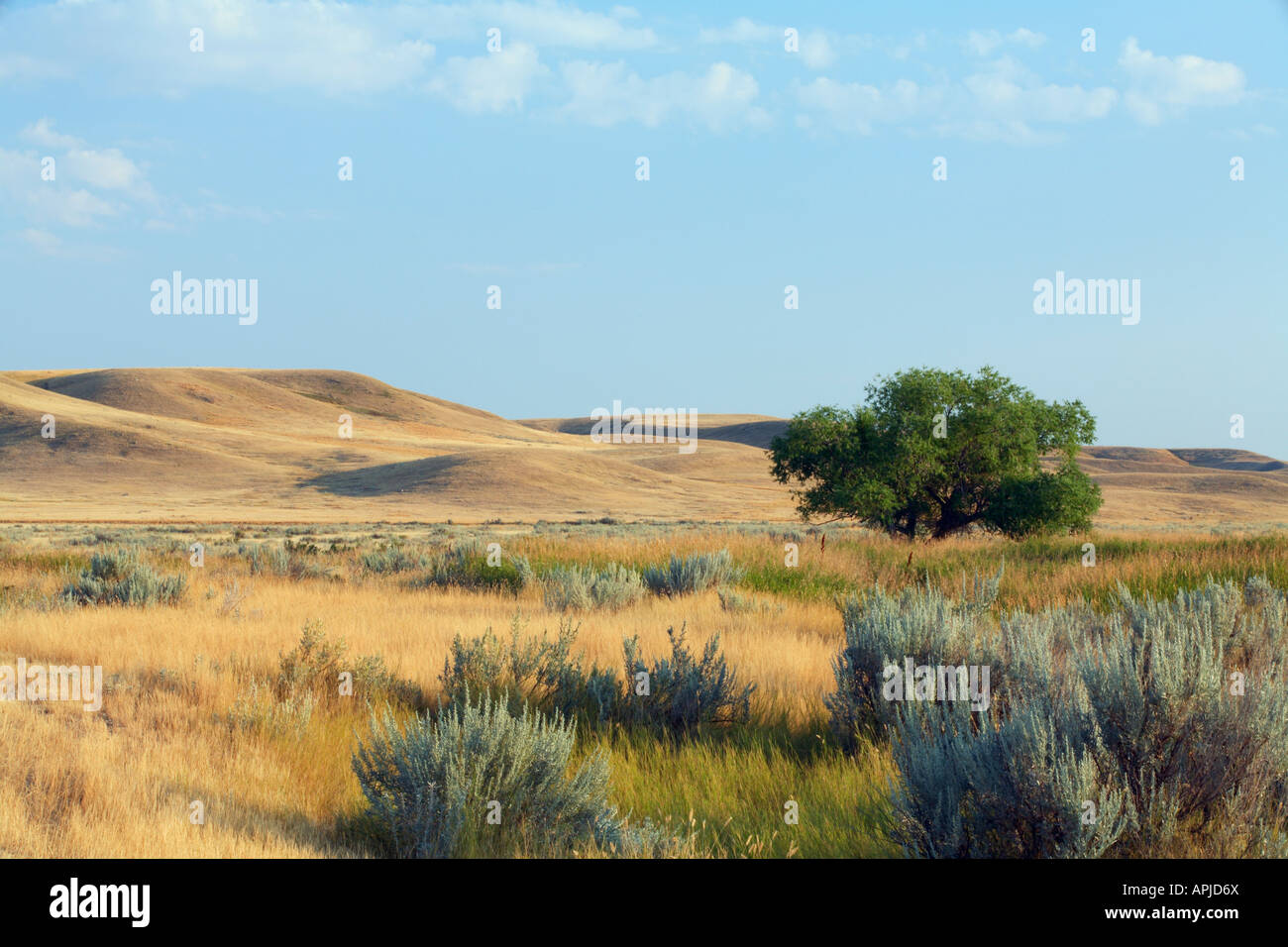 Mixed Grass Prairie In Grasslands National Park Near Val Marie