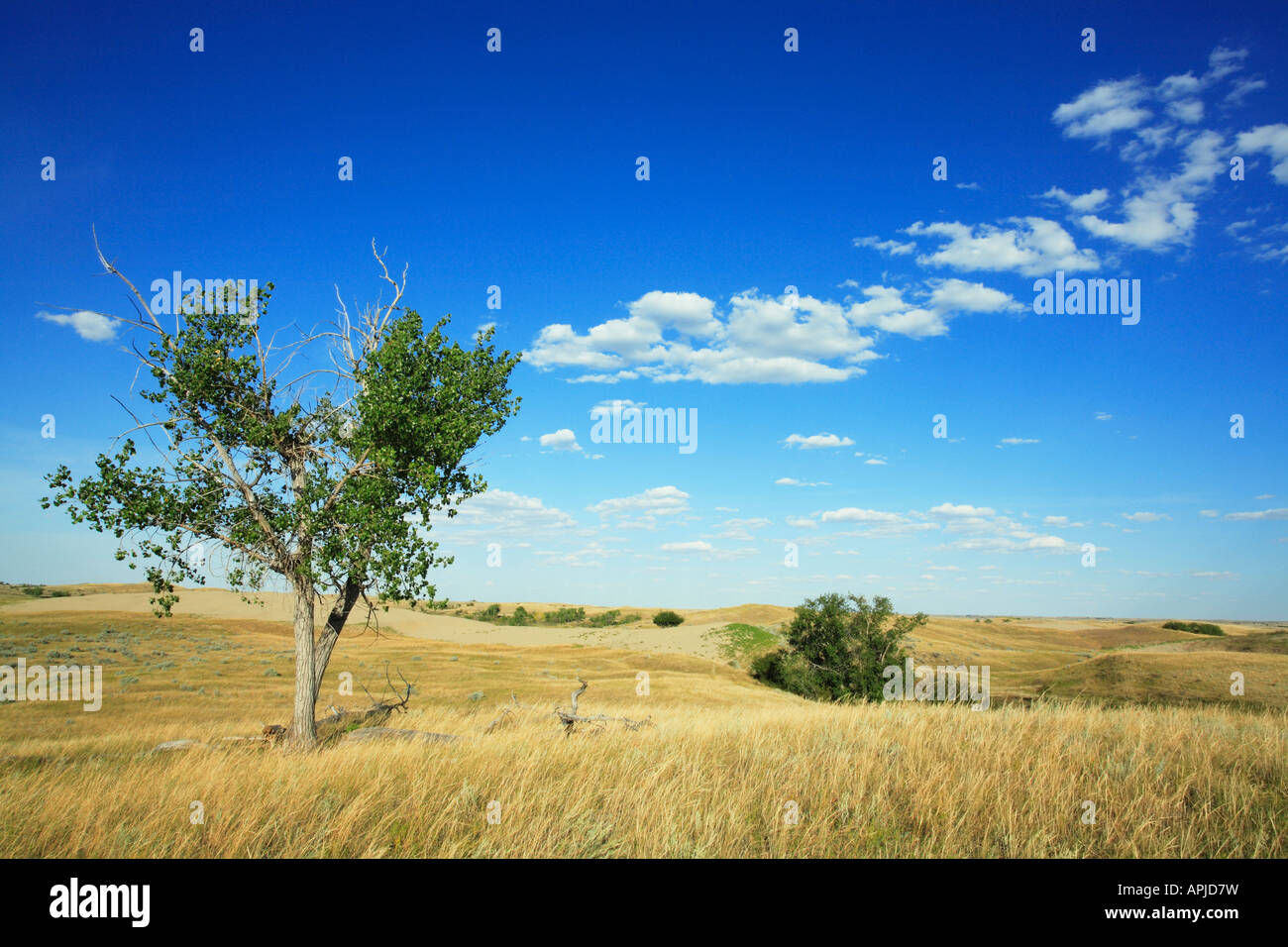 Mixed grass prairie hi-res stock photography and images - Alamy
