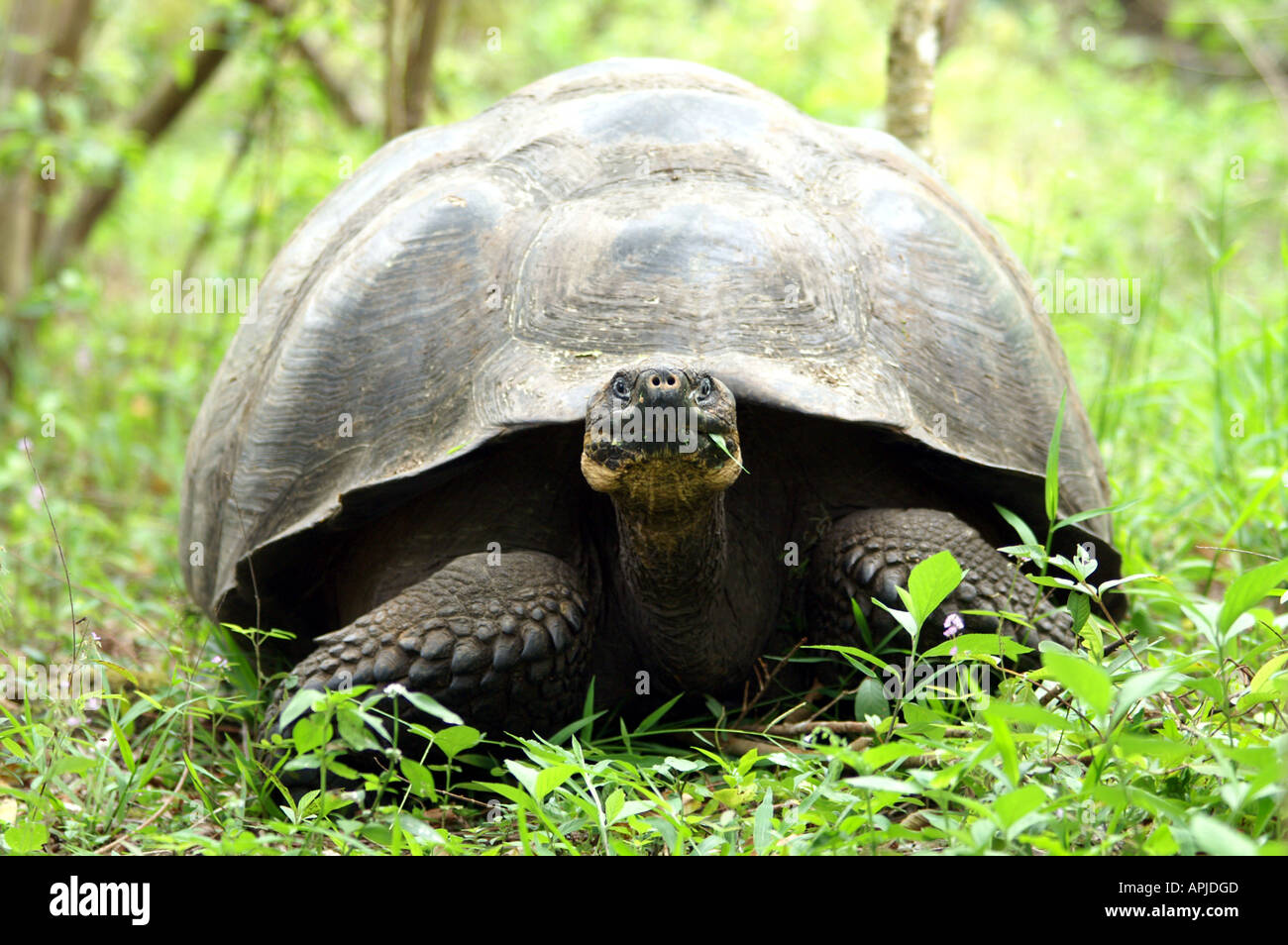 Dome shaped tortoise galapagos hi-res stock photography and images - Alamy