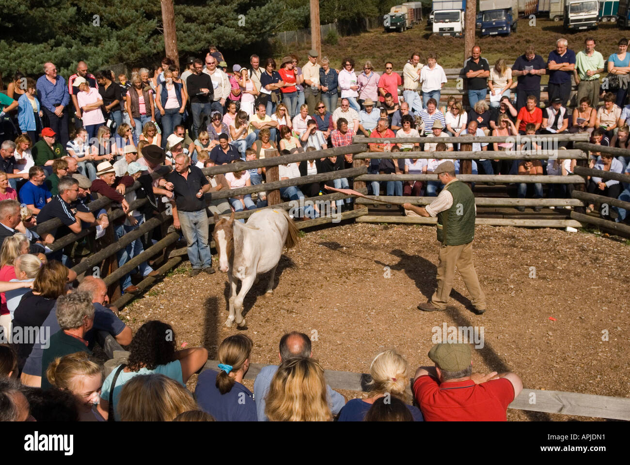 Beaulieu Road Pony Sale Yard, New Forest Commoners showing a foal. New ...