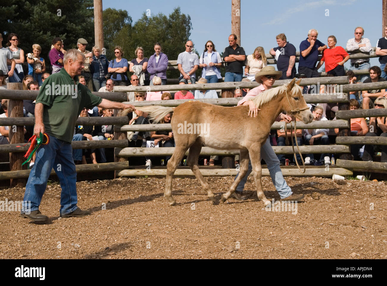 Beaulieu Road Pony Sale Yard New Forest Commoners showing a foal. New ...