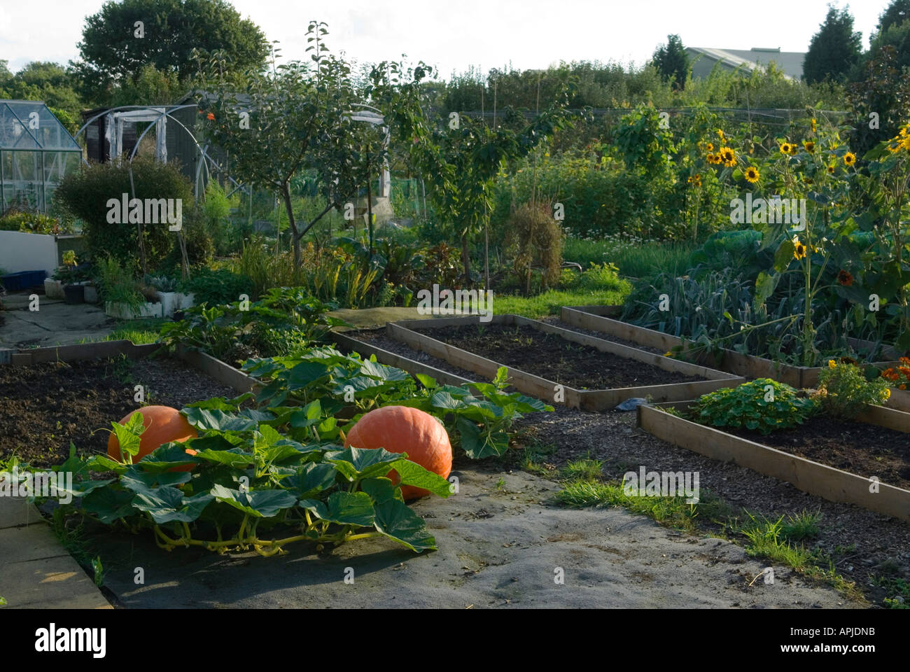 Allotments in west london hi-res stock photography and images - Alamy