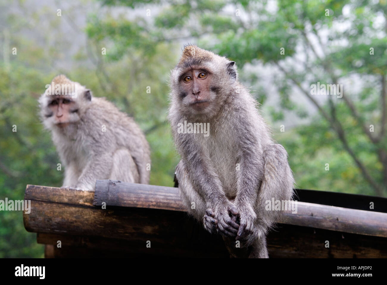 Long tailed Macaque monkeys Island of Bali in Indonesia Southeast Asia ...