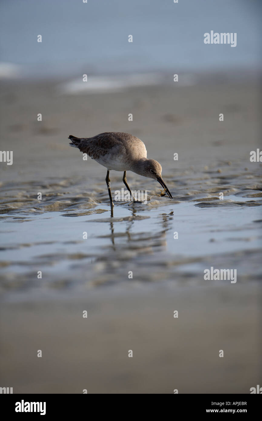 A willet in winter plumage with a small crab Stock Photo - Alamy