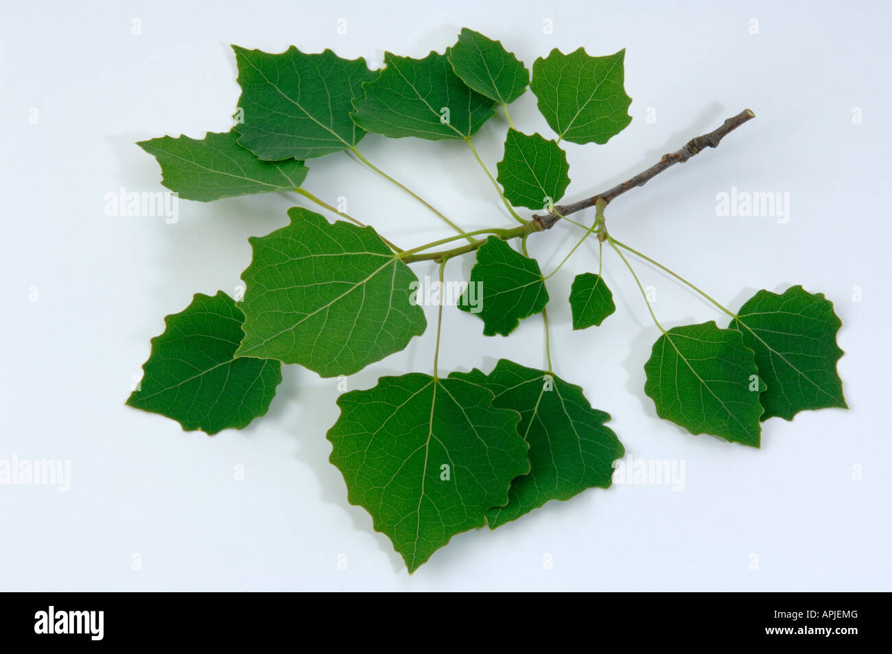 Populus tremula hi-res stock photography and images - Alamy