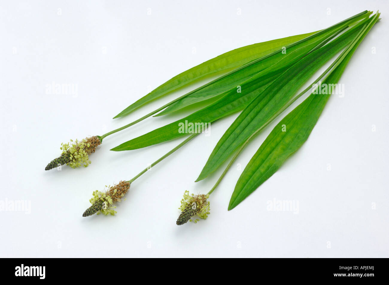 English Plantain, Ribwort (Plantago lanceolata), flowers and leaves ...