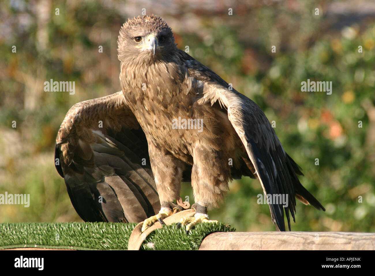 perched brown tawny eagle looking sharp eyed Stock Photo - Alamy