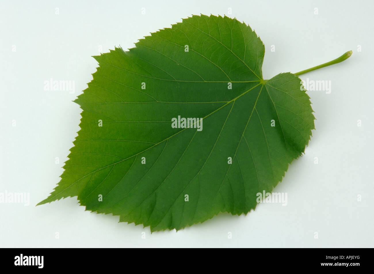 Large-leaved Lime (Tilia platiphyllos), leaf, studio picture Stock ...