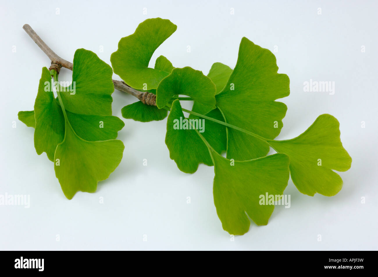 Gingko biloba hi-res stock photography and images - Alamy