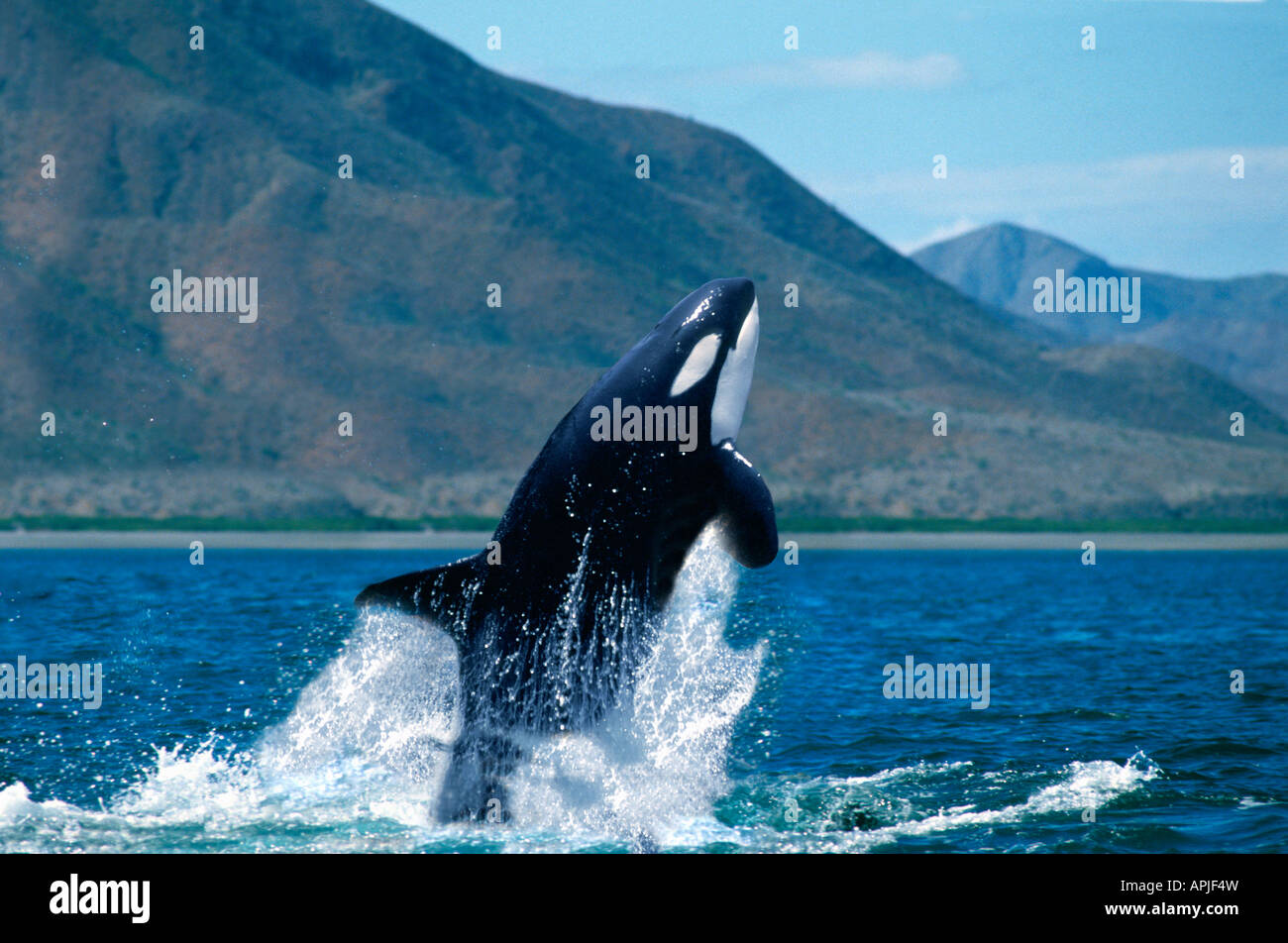 ENDANGERED SPECIES CANADA British Columbia Orca of Killer Whale rising ...