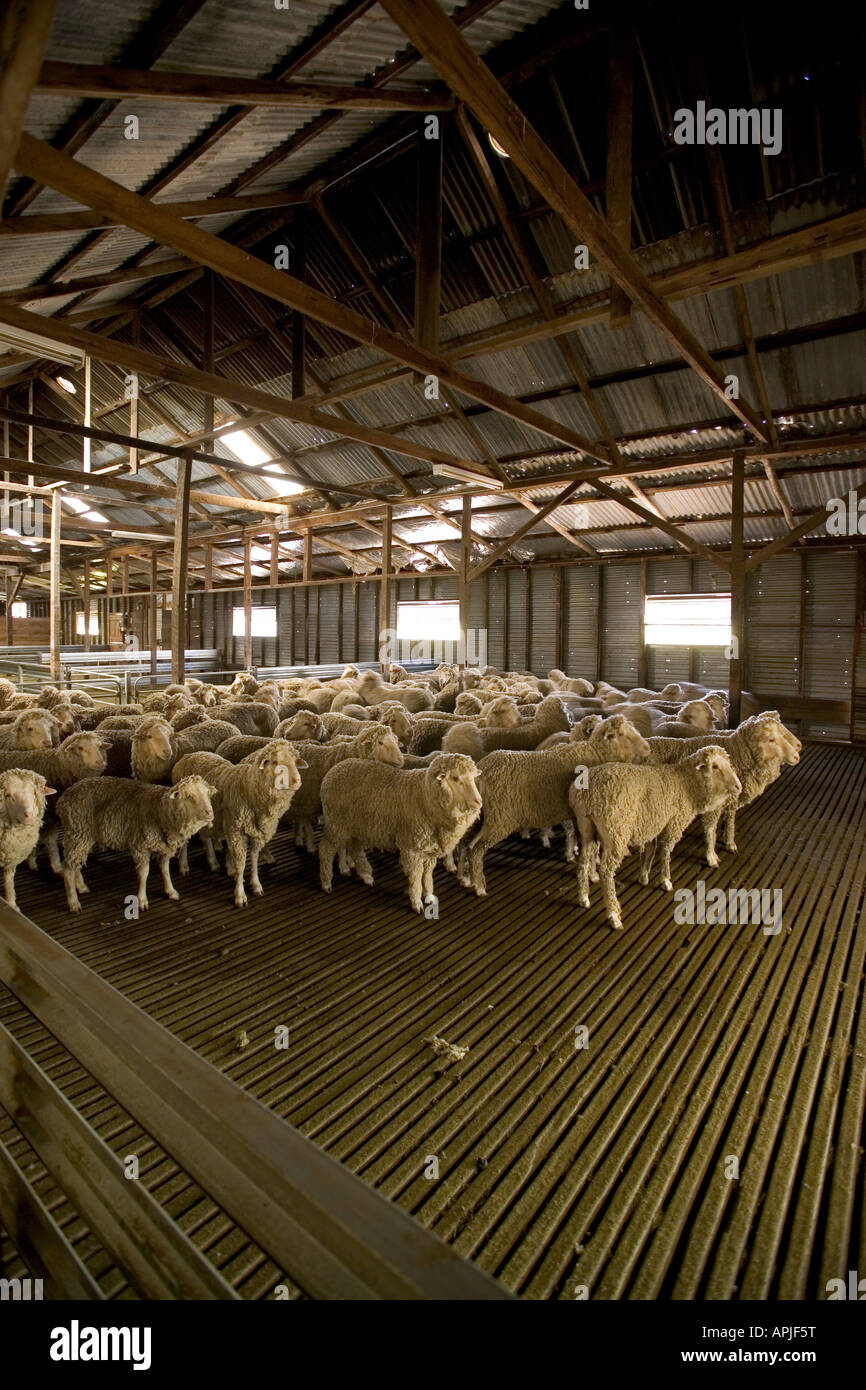 Flock of sheep gathered in wool shed Stock Photo - Alamy