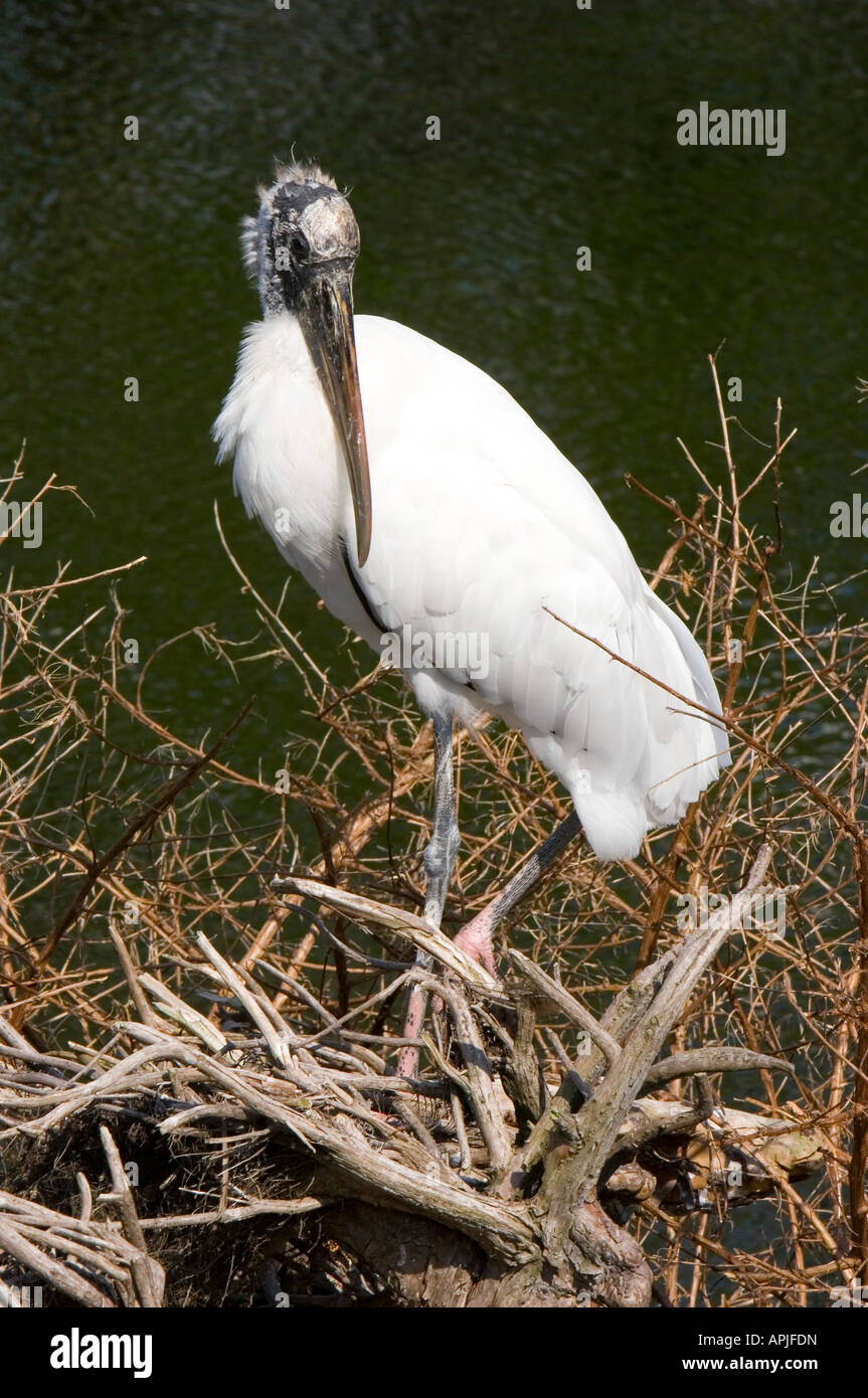 Wood stork photographs hi-res stock photography and images - Alamy