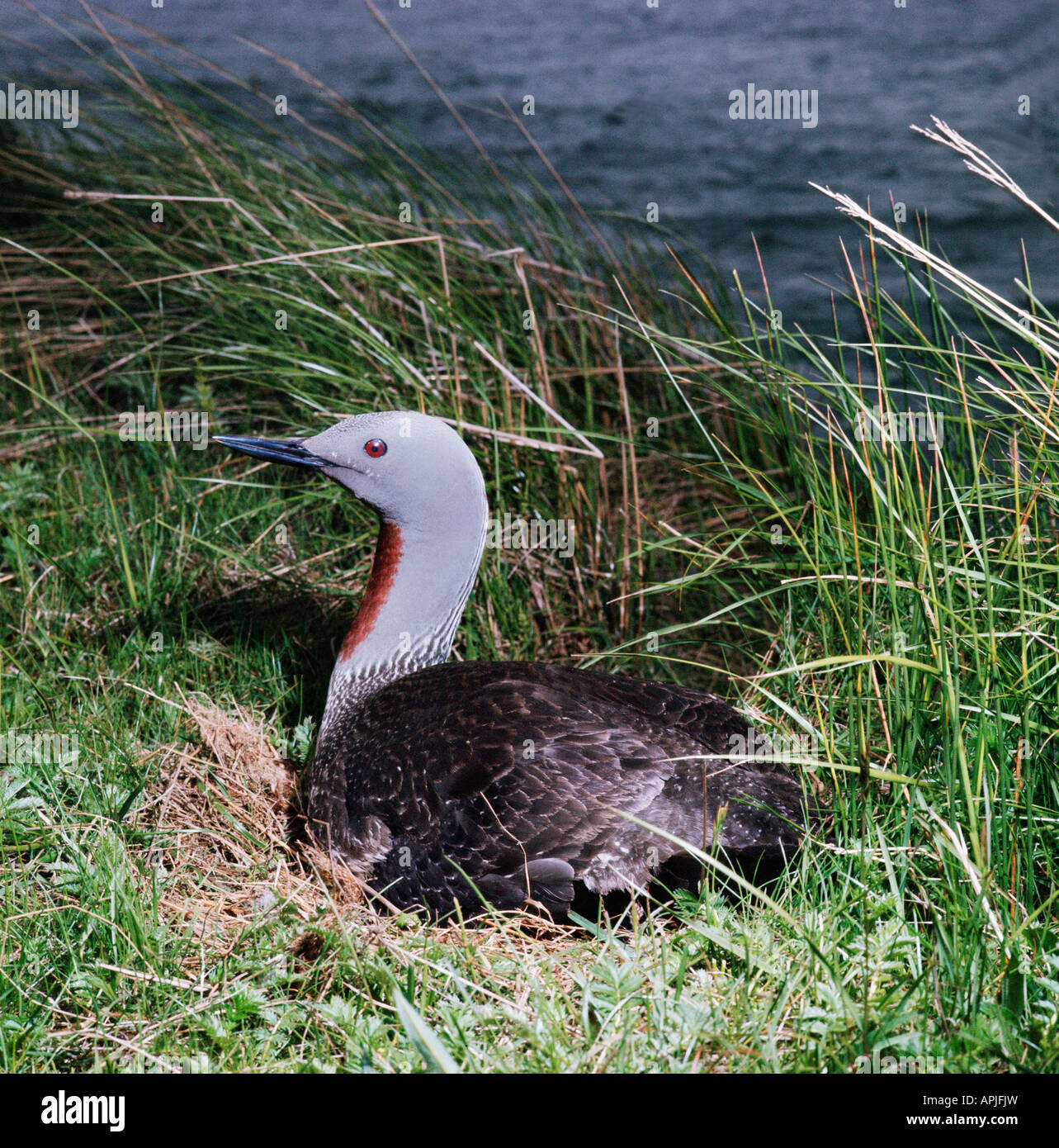 plongeon catmarin Sterntaucher Red Throated Diver Gavia stellata ...