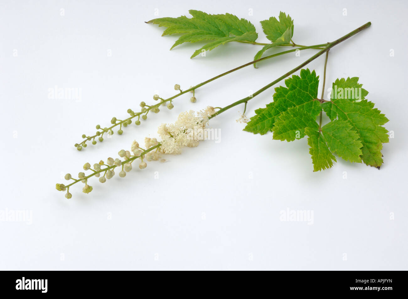 Black Cohosh, Squaw Root, Black Snakeroot (Cimifuga racemosa ...