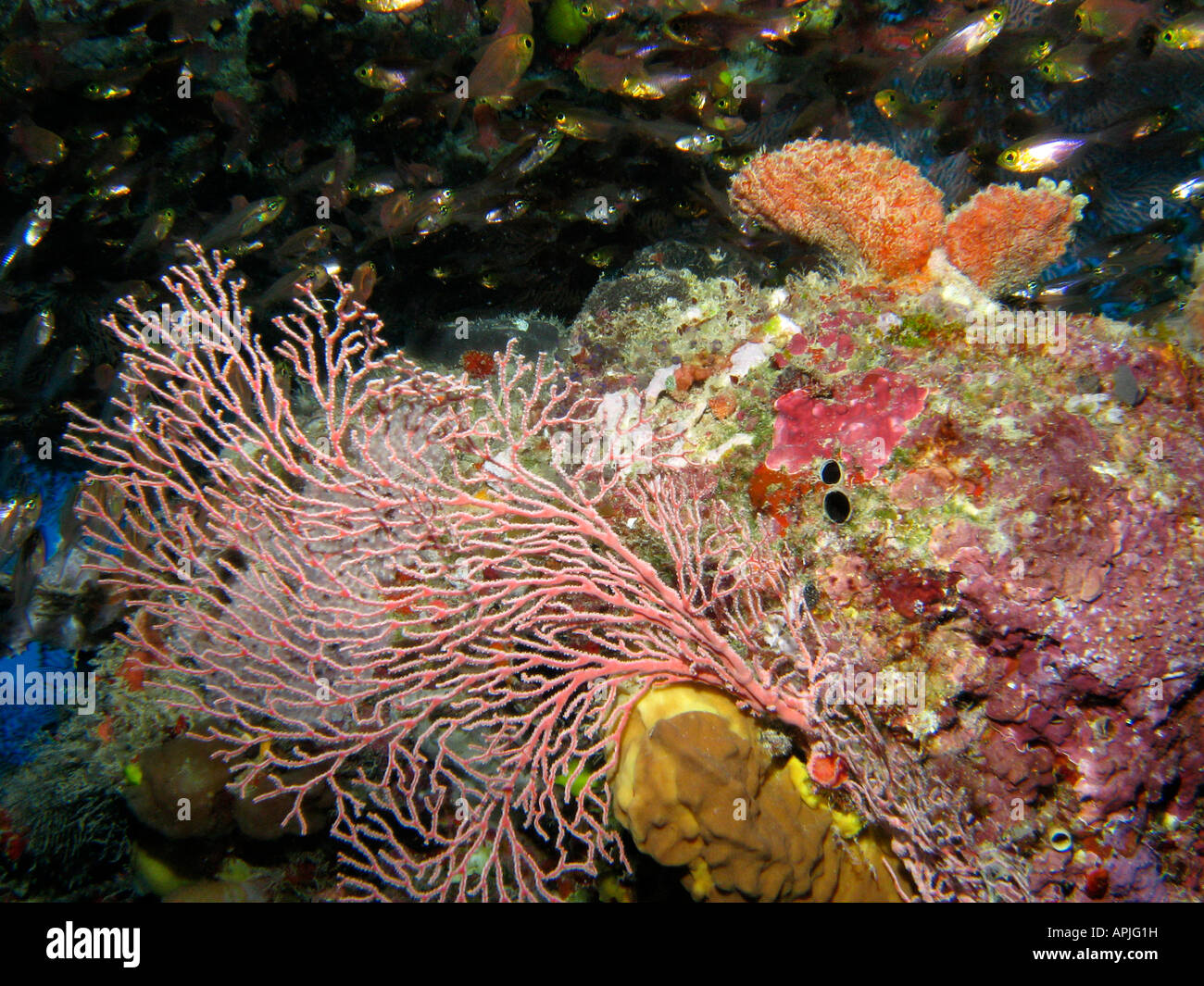 Fan Coral and Cardinalfish in Cave Agincourt Reef Great Barrier Reef ...