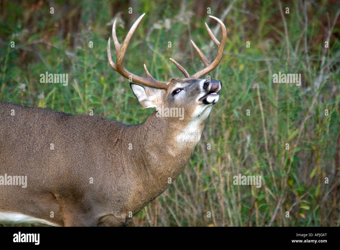 Male performing flehmen hi-res stock photography and images - Alamy
