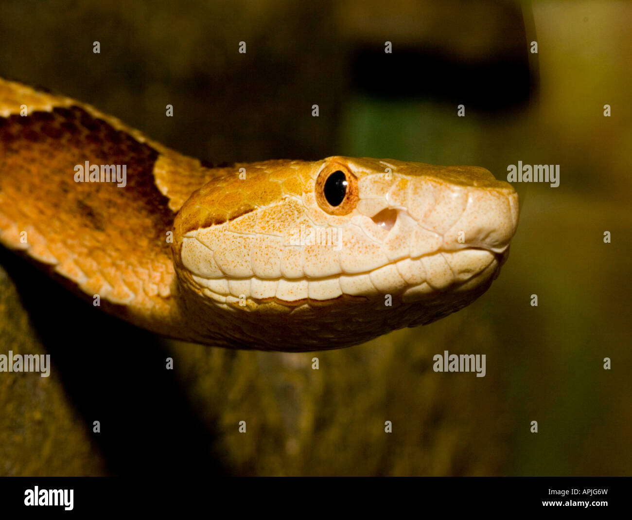 Southern Copperhead Agkistrodon contortrix contortrix Stock Photo - Alamy