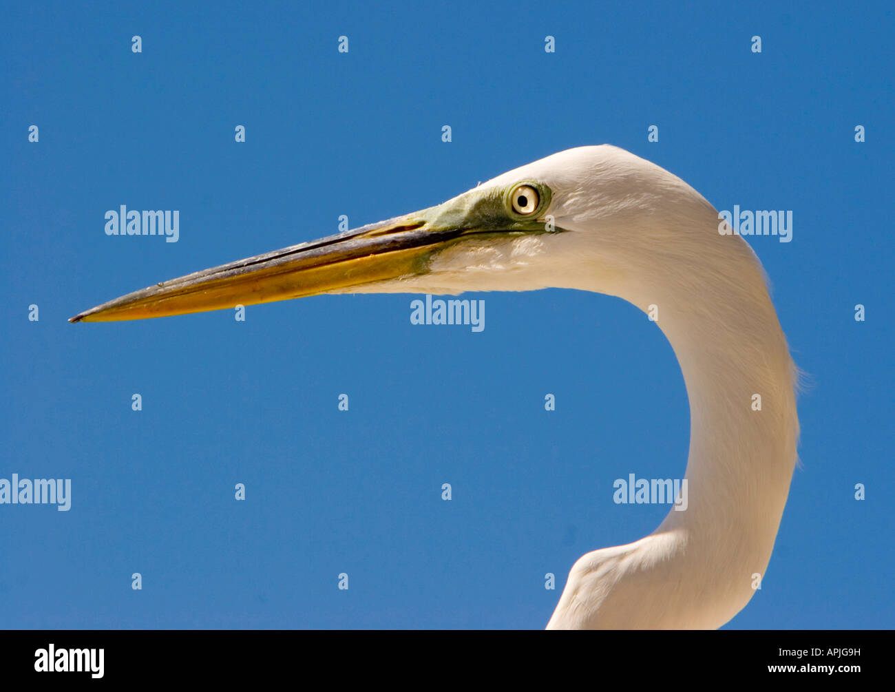 White egret pictures hi-res stock photography and images - Alamy