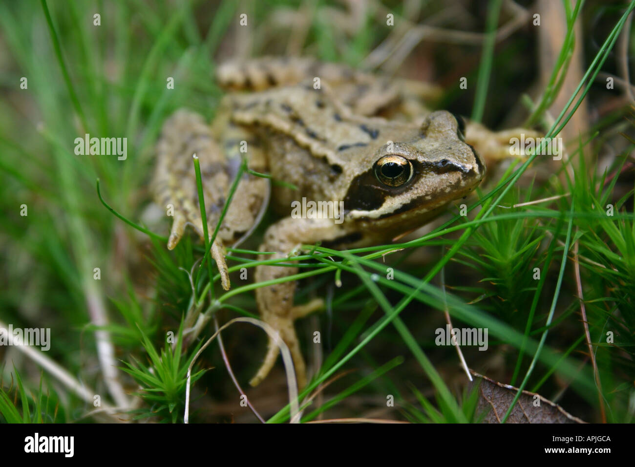 Princess hiding hi-res stock photography and images - Alamy