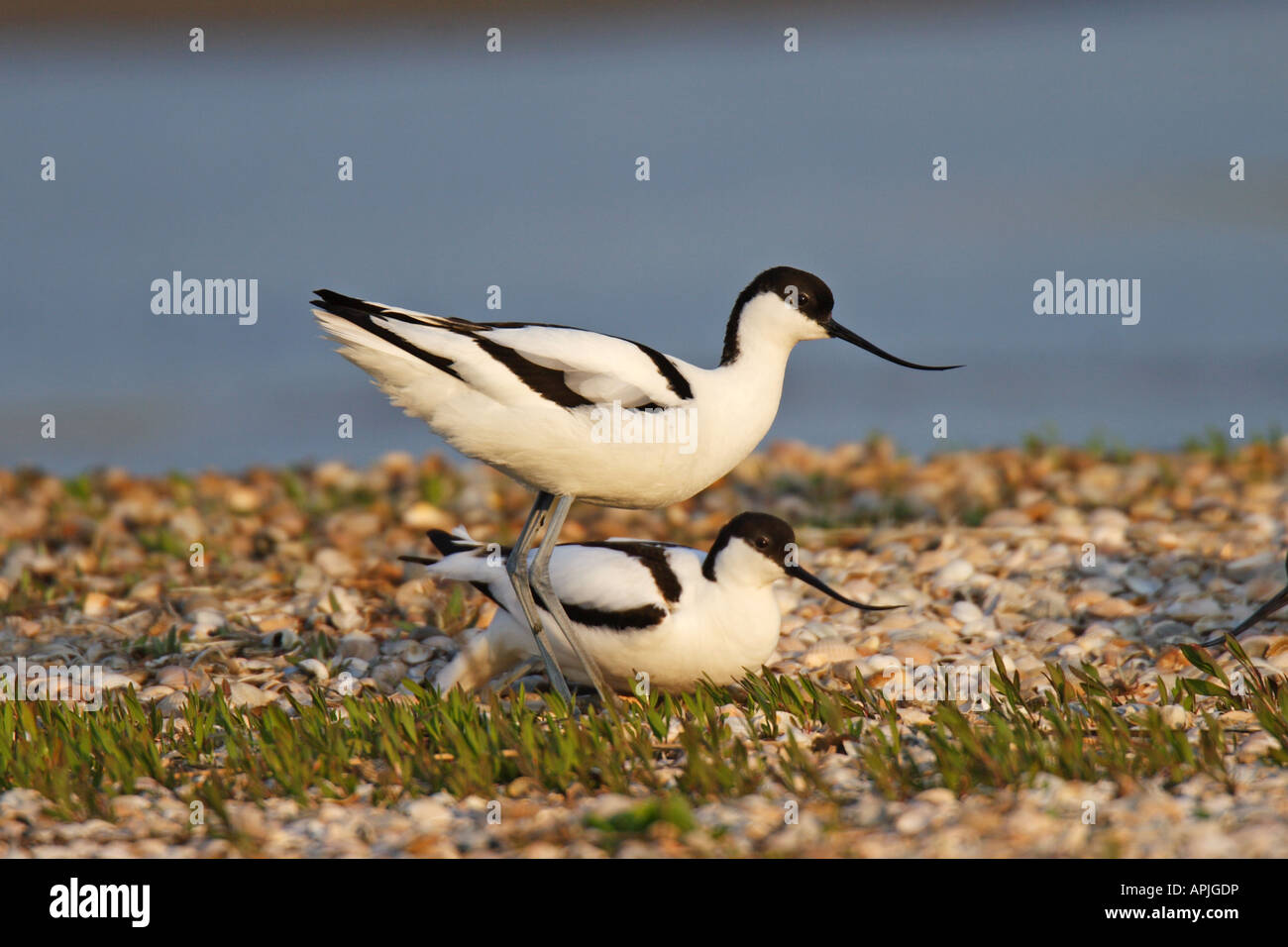 Recurvirostra Säbelschnäbler Avocet avosetta limicola Limikole Stock ...