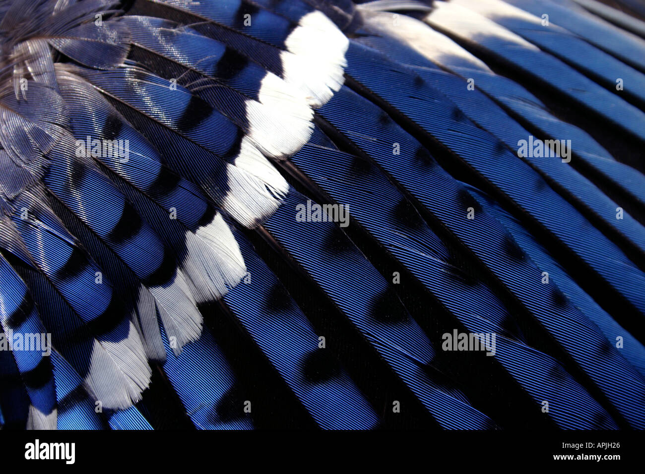 Feather vanes hi-res stock photography and images - Alamy