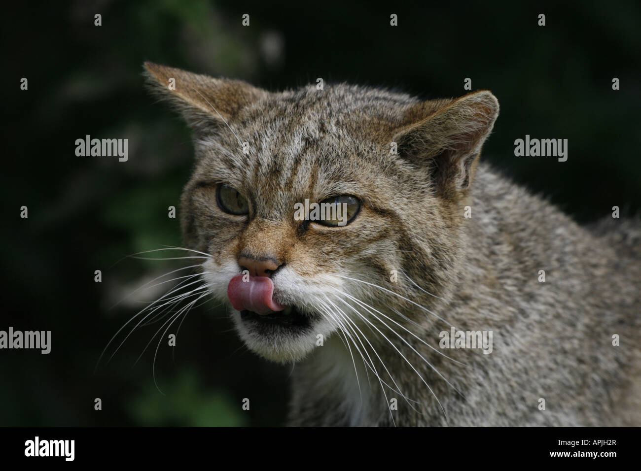 Scottish Wild Cat head Stock Photo - Alamy