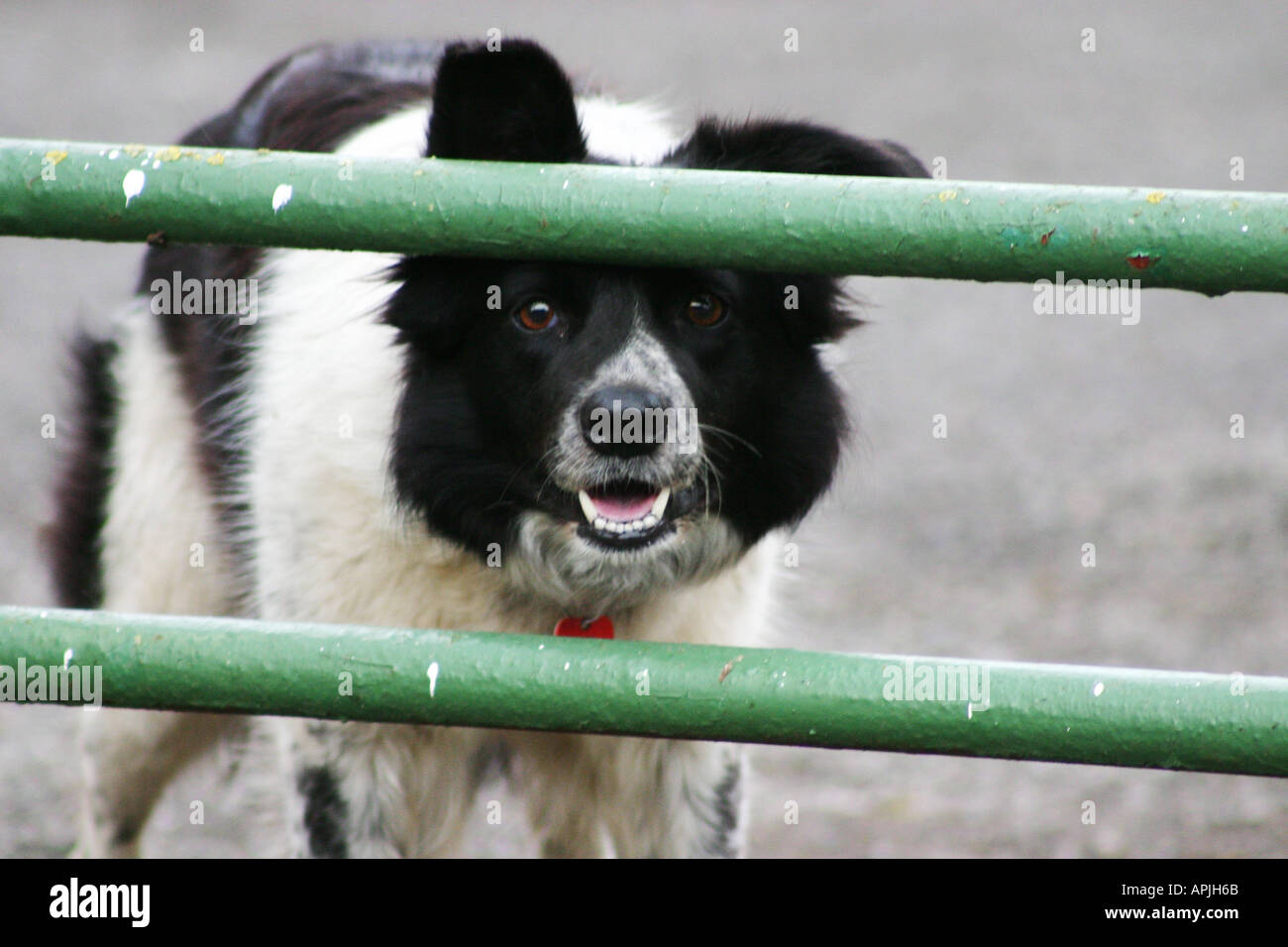 Farm Dog looking through a gate Stock Photo - Alamy
