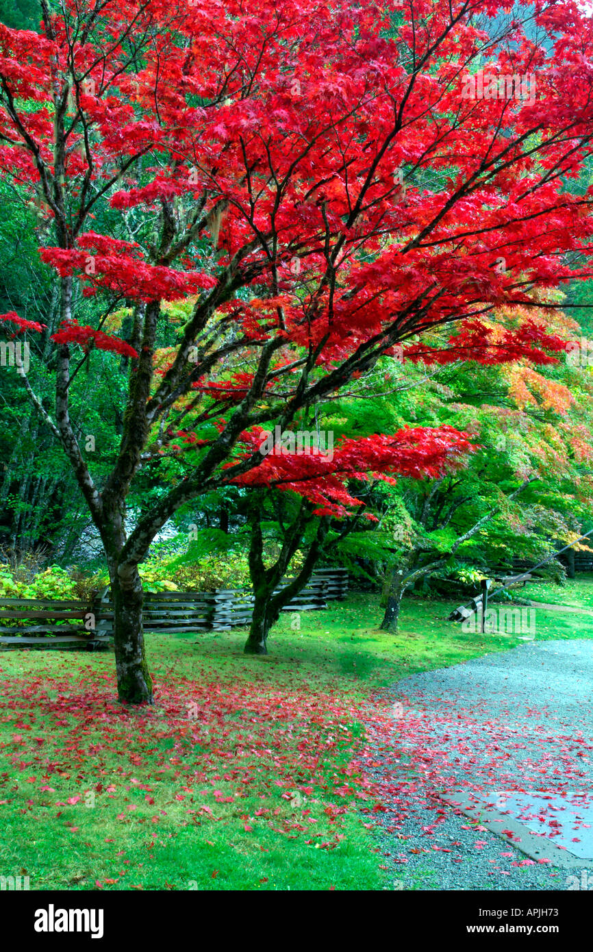Japanese Maple Acer Palmatum Stock Photo - Alamy