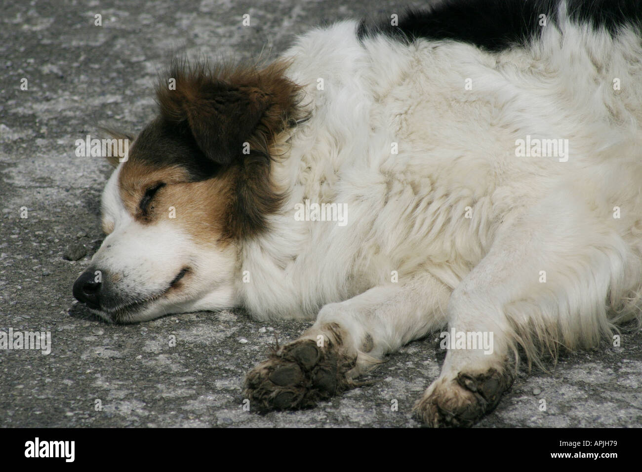 Worn out dog hi-res stock photography and images - Alamy
