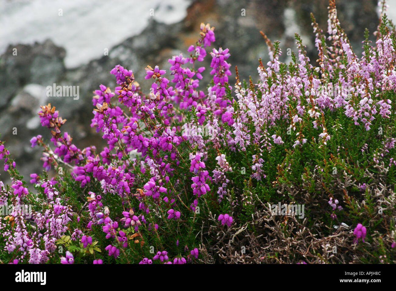 Bell and Ling Heather Stock Photo - Alamy