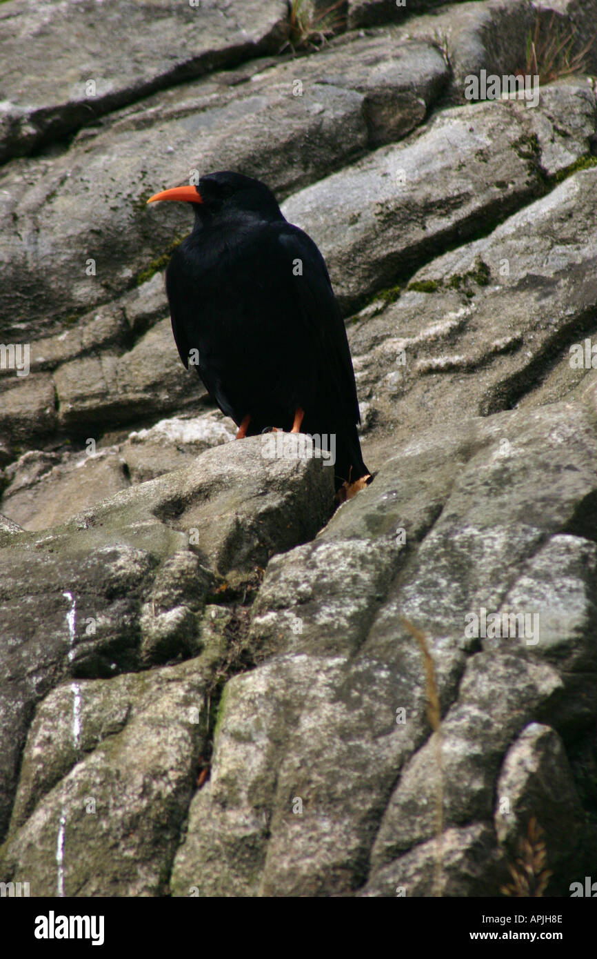 Chough islay hi-res stock photography and images - Alamy