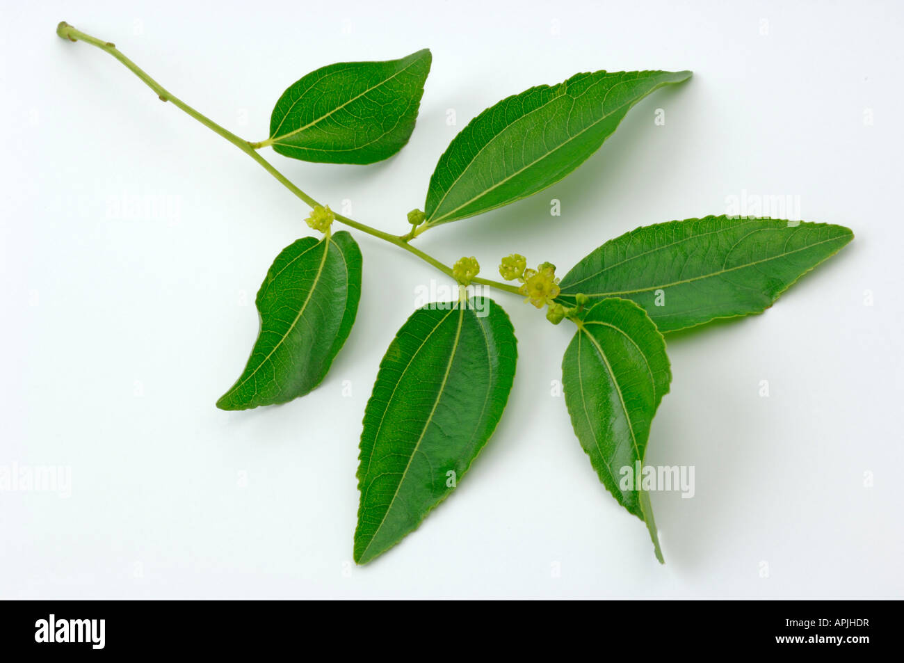 Jujube Huennap Red Date Chinese Date (Ziziphus jujuba Ziziphus zizyphus ...