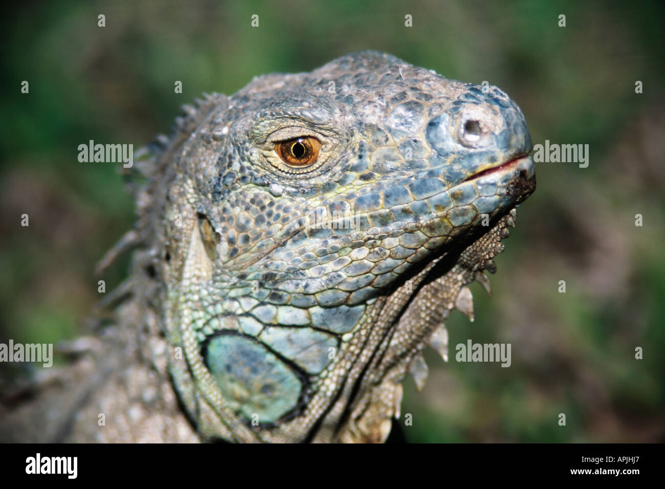 Common Iguana Iguana iguana are native to Central and South American ...