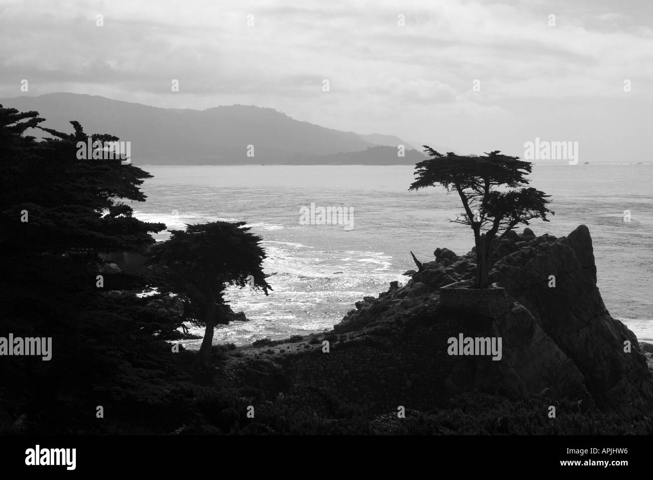 Lone Cypress Tree 17 mile Drive California USA Stock Photo - Alamy