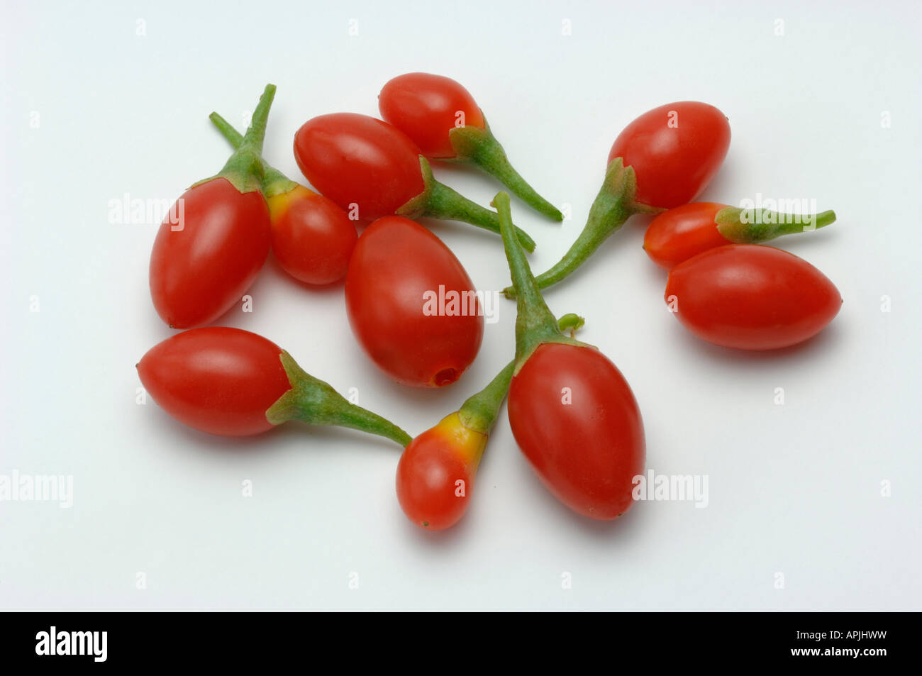 Boxthorn, Chinese Wolfberry (Lycium barbarum), fruit, studio picture ...