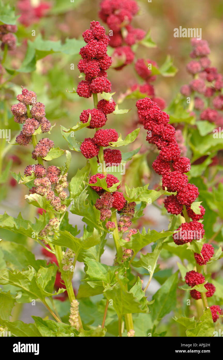 Strawberry Blite Blite Goosefoot Strawberry Spinach Indian Paint Indian ...