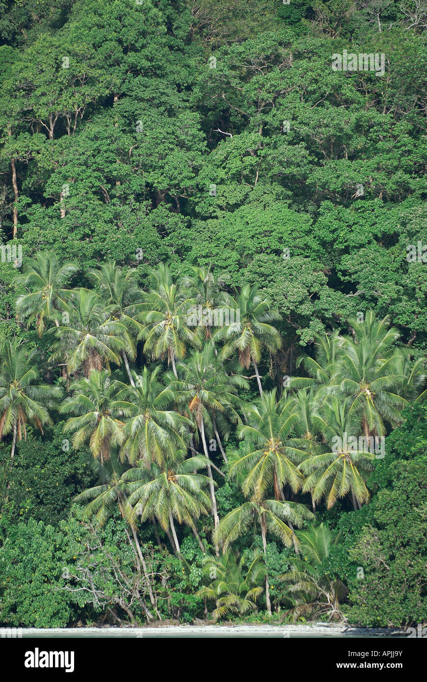 Tropical Indonesian jungle leading to pristine beaches in the Triton ...