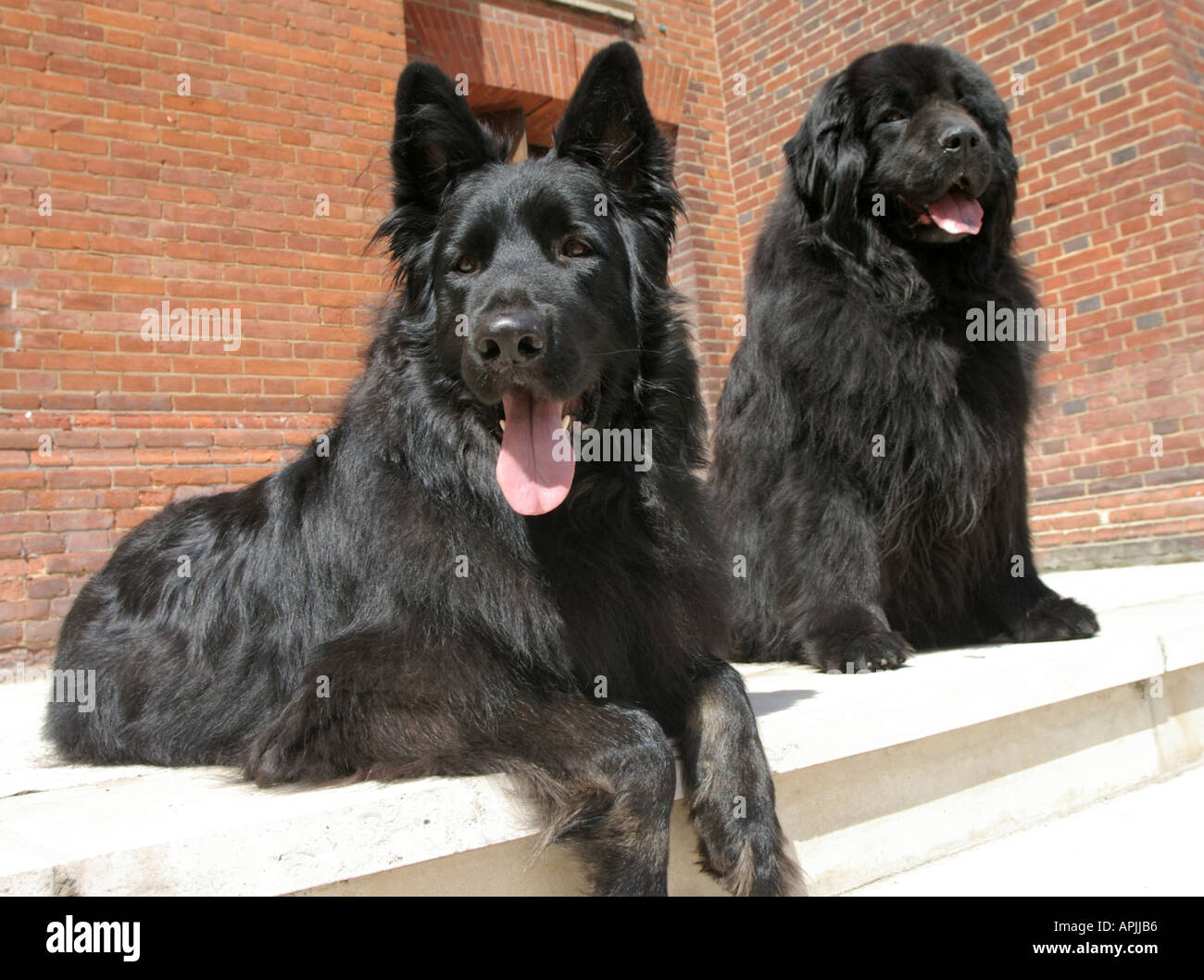 Two beautiful black dogs sitting panting outside building Stock Photo ...