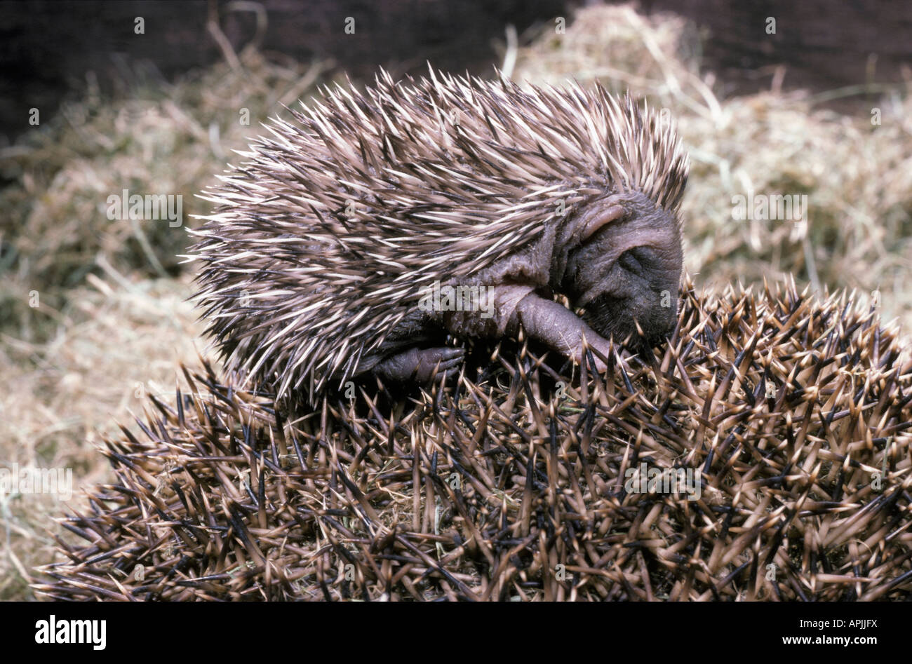 herisson d europe European Hedgehog Western Hedgehog Erinaceus ...