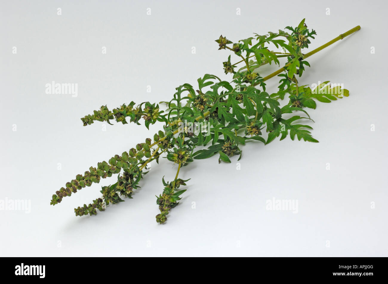 Annual Ragweed, Common Ragweed (Ambrosia artemisiifolia), flowering ...