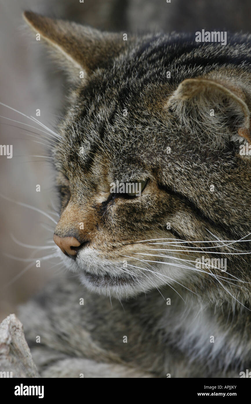 Scottish Wild Cat head Stock Photo - Alamy